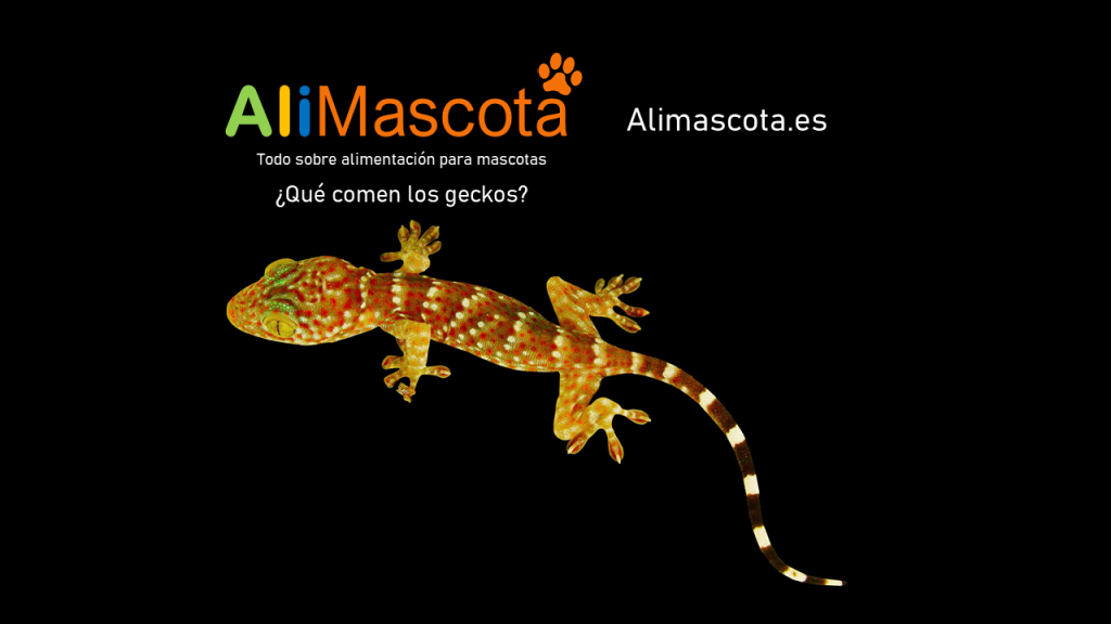 ¿Qué comen los geckos? - ALIMENTACIÓN PARA GECKOS