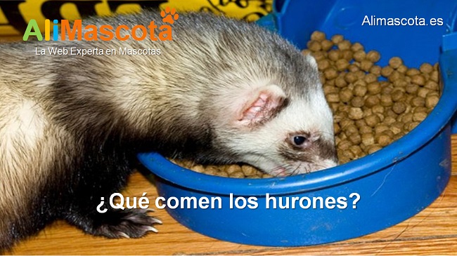 ¿Qué comen los hurones? - Alimascota.es