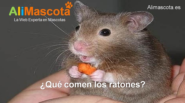 ¿Qué comen los ratones? - ALIMENTACIÓN PARA RATONES