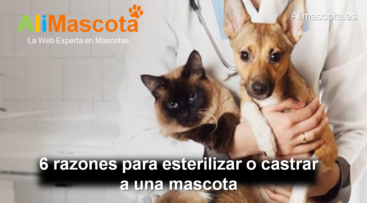 6 razones para esterilizar o castrar a una mascota - ALIMASCOTA.ES