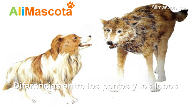 Diferencias entre los perros y los lobos - ALIMASCOTA.ES