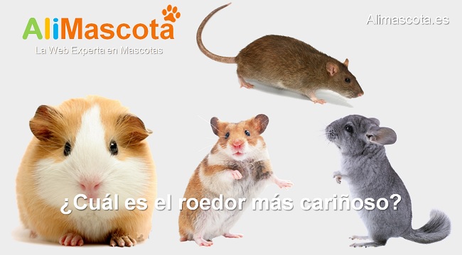 ¿Cuál es el roedor más cariñoso? - ALIMASCOTA.ES
