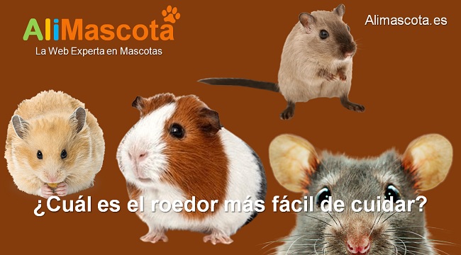 ¿Cuál es el roedor más fácil de cuidar? - ALIMASCOTA.ES