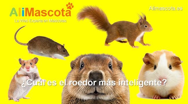 ¿Cuál es el roedor más inteligente? - ALIMASCOTA.ES