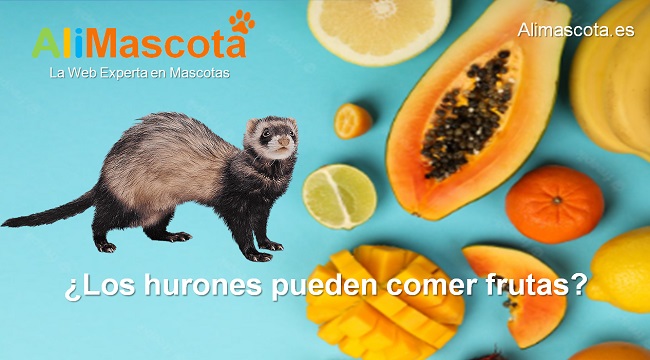 ¿Los hurones pueden comer frutas? - ALIMASCOTA.ES