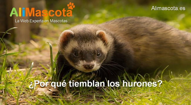 ¿Por qué tiemblan los hurones? - ALIMASCOTA.ES