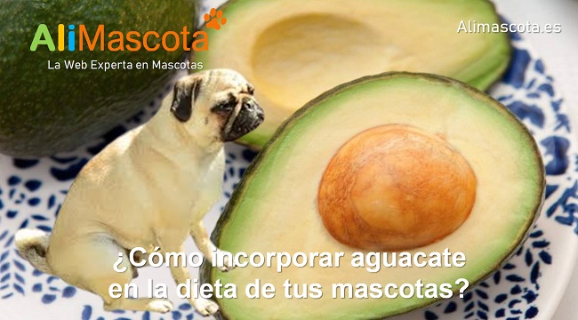 ¿Cómo incorporar aguacate en la dieta de tus mascotas? - ALIMASCOTA.ES