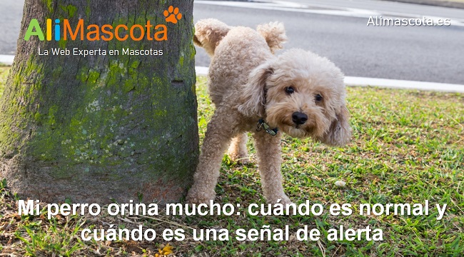 Mi perro orina mucho: cuándo es normal y cuándo es una señal de alerta ...